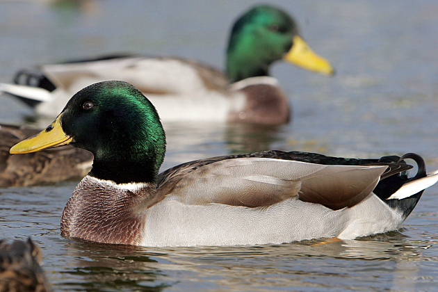 Minnesota Breeding Duck Population Rises Minnesota Breeding Duck Population Rises